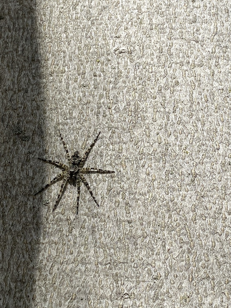 White-banded Fishing Spider from Kinnelon, NJ, US on April 17, 2023 at ...