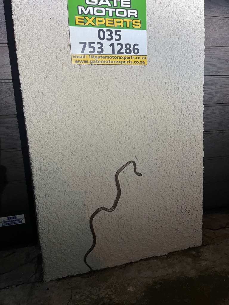 Marbled Tree Snake from Marlynhoek, Richards Bay, KZN, ZA on April 17 ...