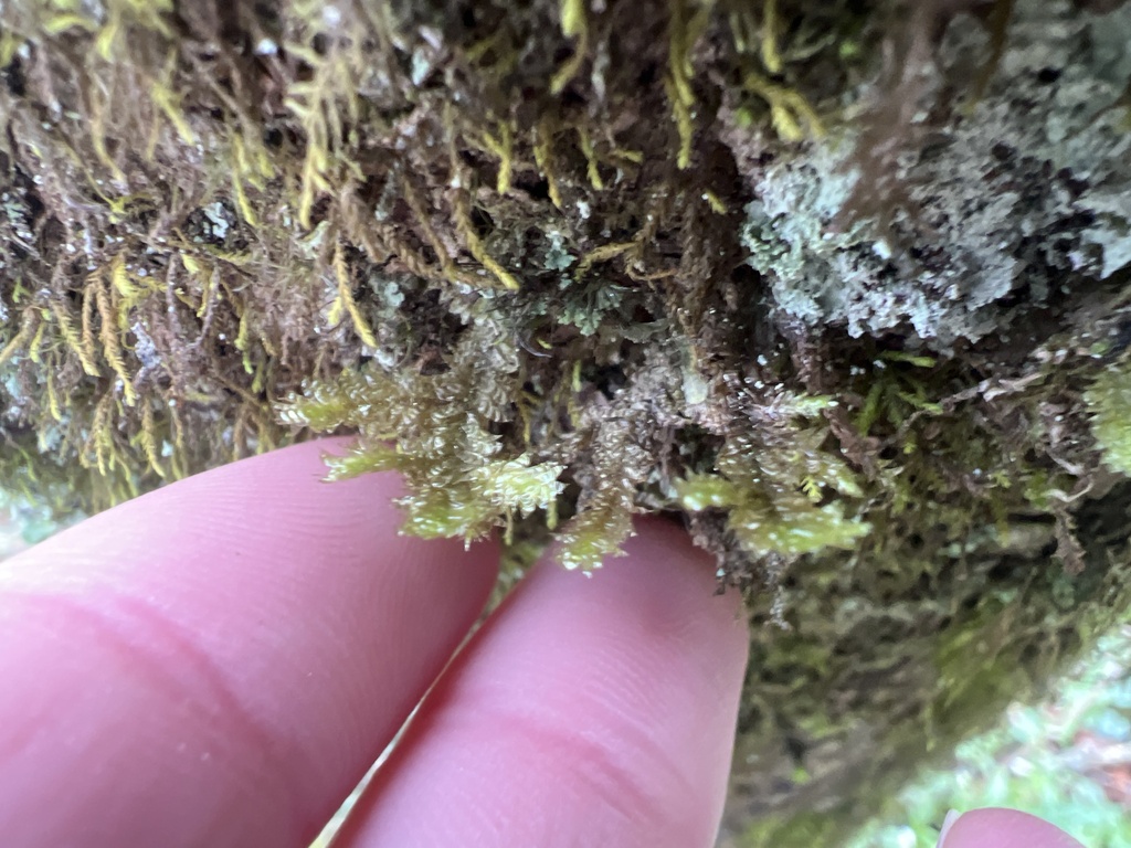 shingle moss in April 2023 by Margaret Woodbridge · iNaturalist