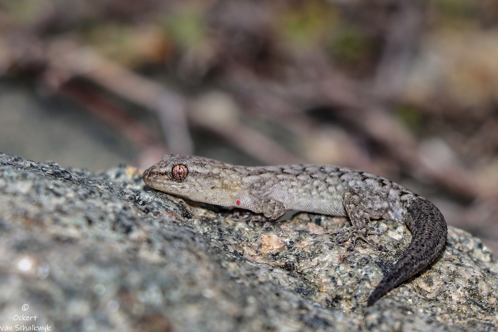 Striped Leaf-toed Gecko (Reptiles of namaqua national park) · iNaturalist