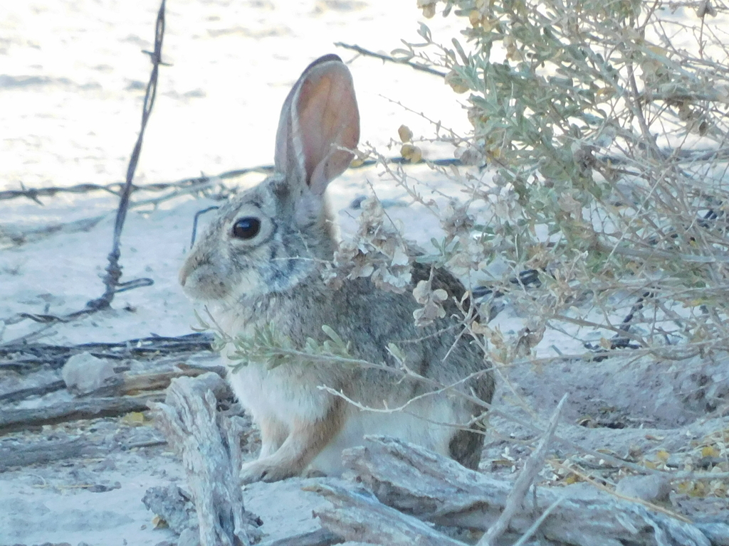 Desert Cottontail from Aeropuerto Internacional Francisco Sarabia ...