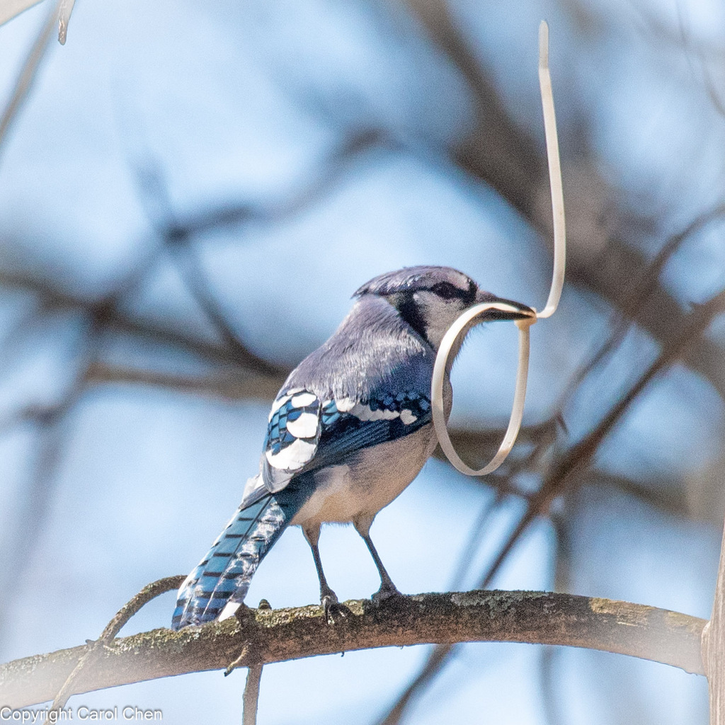 Blue Jay from Eagle Heights Woods, Wisconsin 53705, USA on April 15 ...