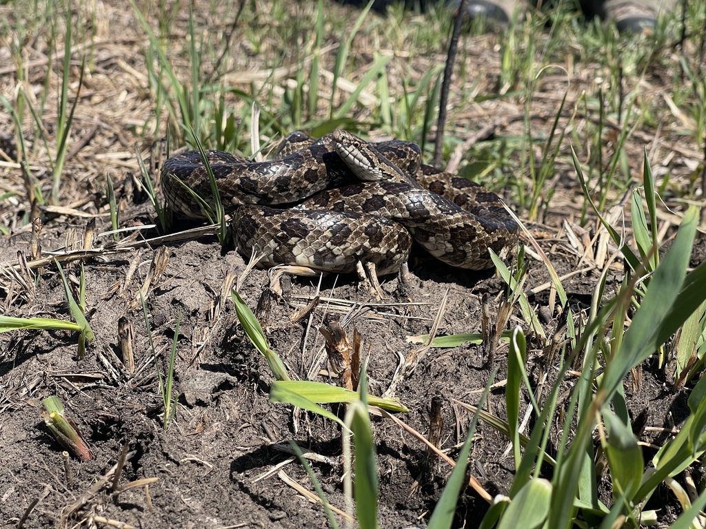 Prairie Kingsnake in April 2023 by Anna Olderbak · iNaturalist