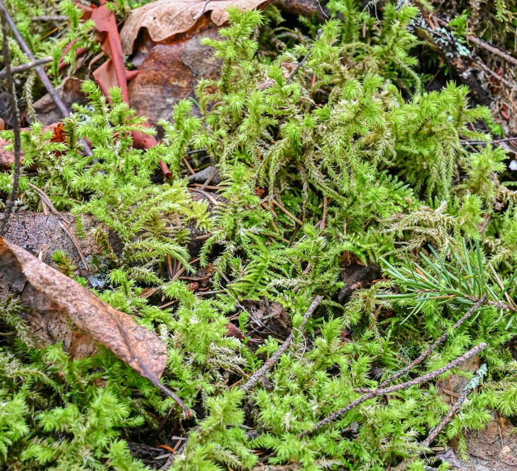 Oregon Beaked Moss from Capital, BC, Canada on April 15, 2023 at 12:37 ...