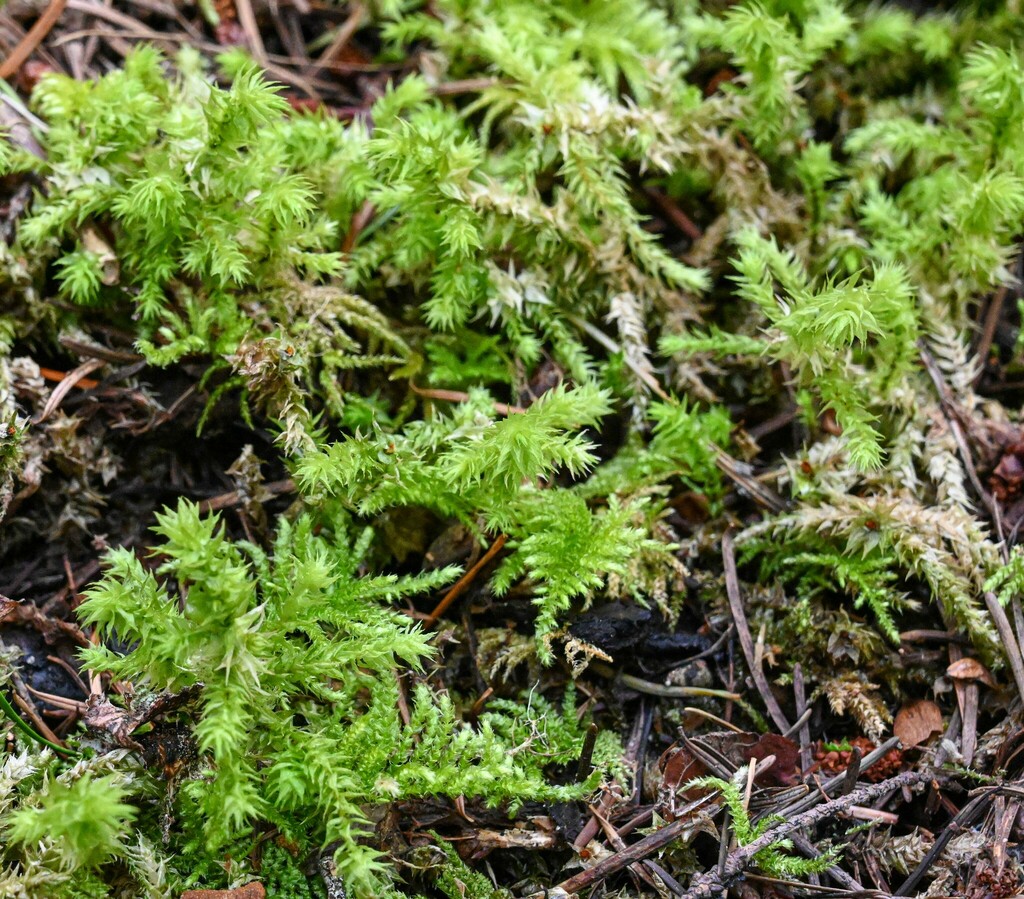 rough goose neck moss from Capital, BC, Canada on April 15, 2023 at 12: ...