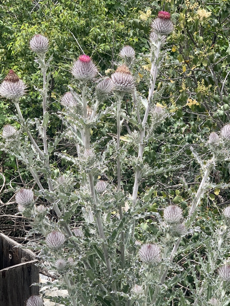 Cobwebby Thistle from The Claremont Colleges, Claremont, CA, US on ...