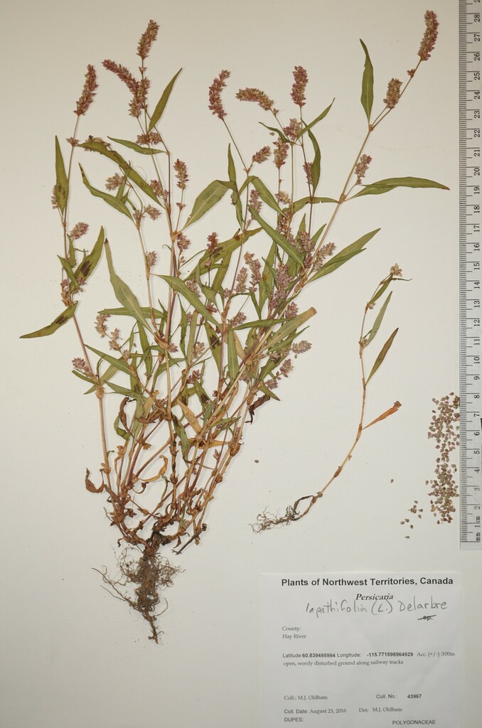 pale smartweed from Canada, Northwest Territories, County, Hay River ...