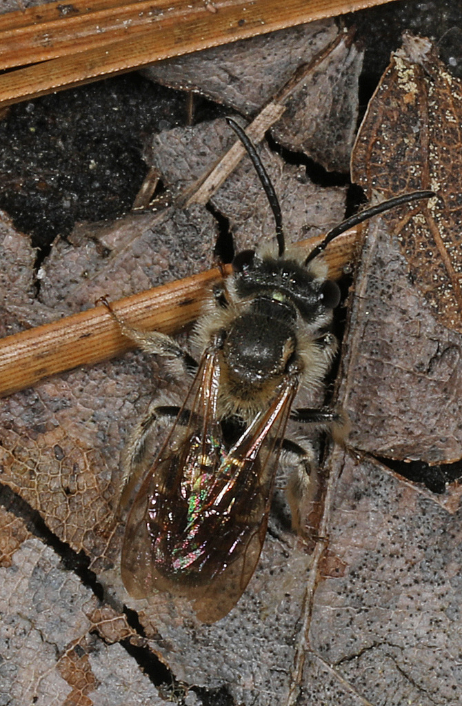 Mining Bees from 673 Green Swamp Rd NW, Supply, NC 28462, USA on April ...