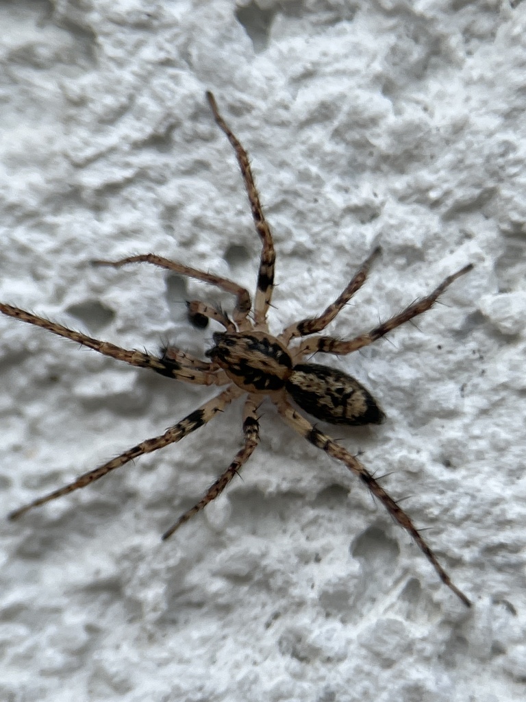 Buzzing Spider from Stoktsebaan, Vosselaar, Province d'Anvers, BE on ...