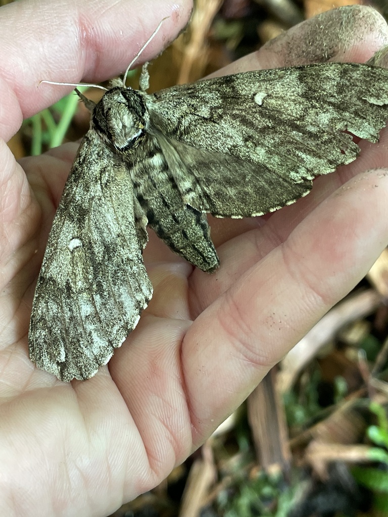 Waved Sphinx from Fort Worth Botanic Garden, Fort Worth, TX, US on ...