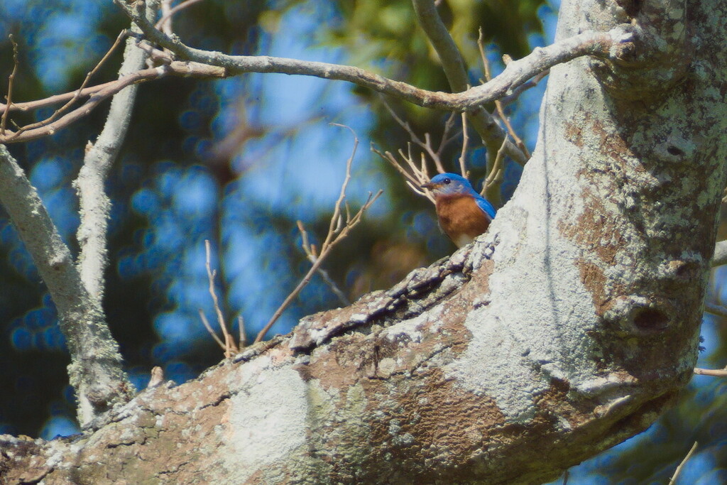 Eastern Bluebird from Paget Parish, Bermuda on April 17, 2023 at 08:37 ...