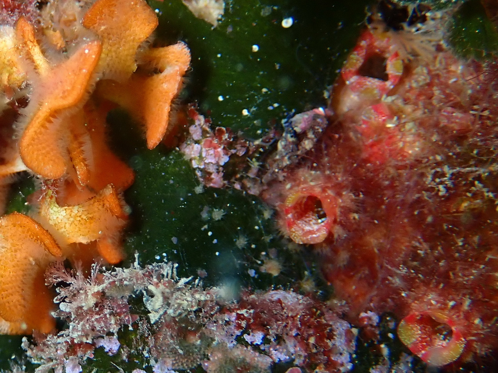 Microcosmus exasperatus Heller, 1878