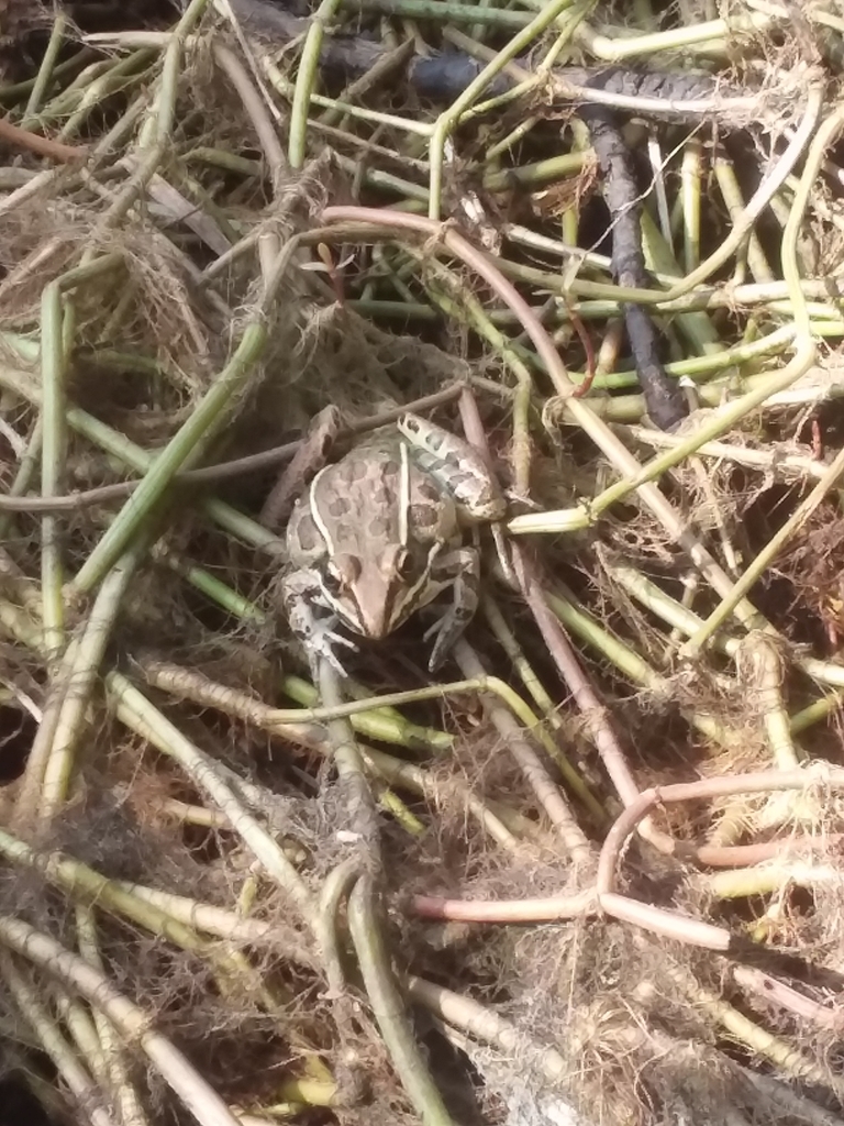 Southern Leopard Frog from Unnamed Road, Greenville, NC 27834, USA on ...