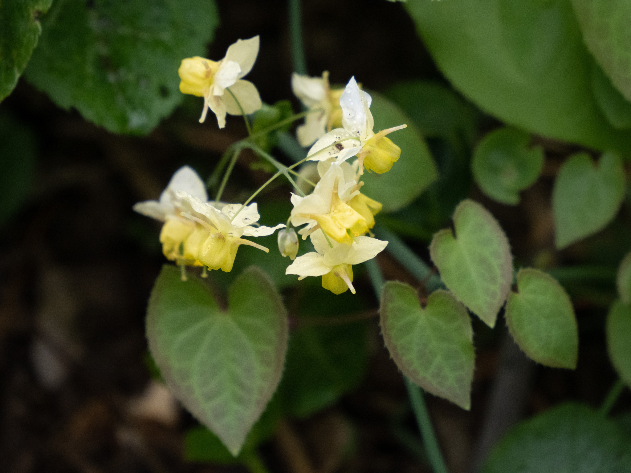 Epimedium L.