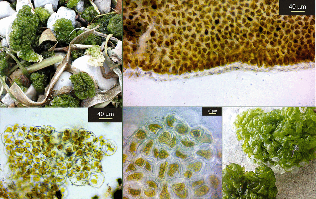 (Ulvellaceae) - Botanical Realm