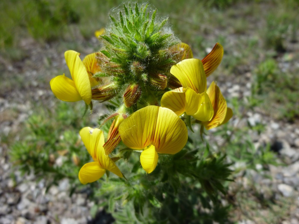 Large Yellow Restharrow (Ononis natrix natrix) - Botanical Realm