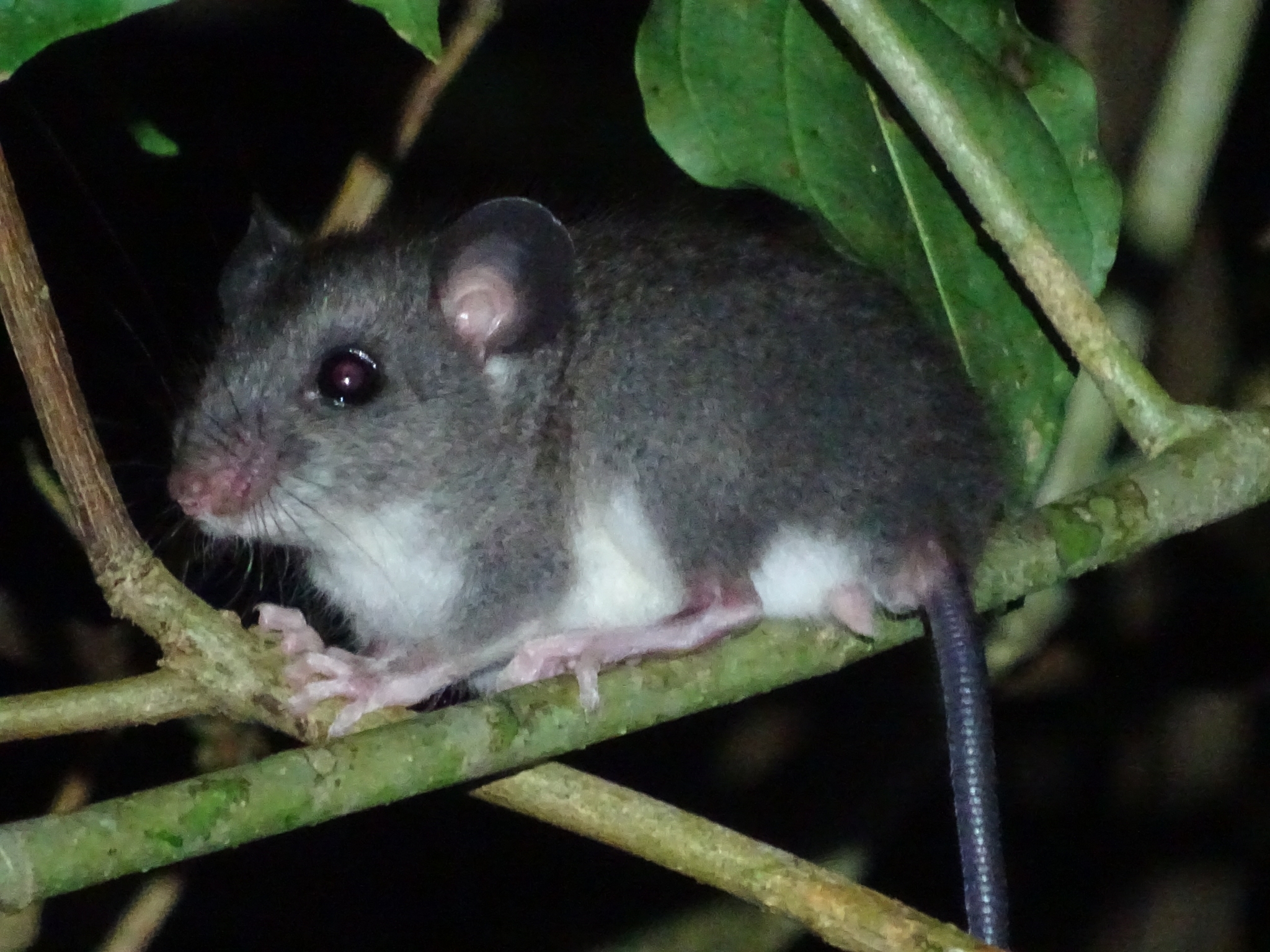 Ototylomys phyllotis Merriam, 1901