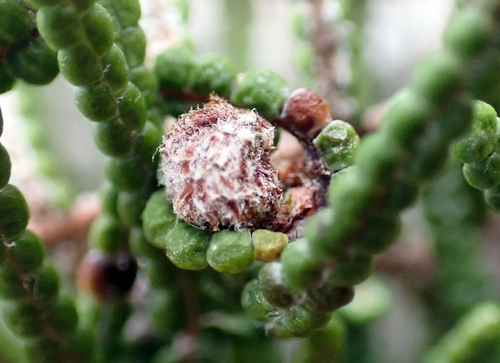 Tangle Fern Gall Mite (Aceria gleicheniae) · iNaturalist