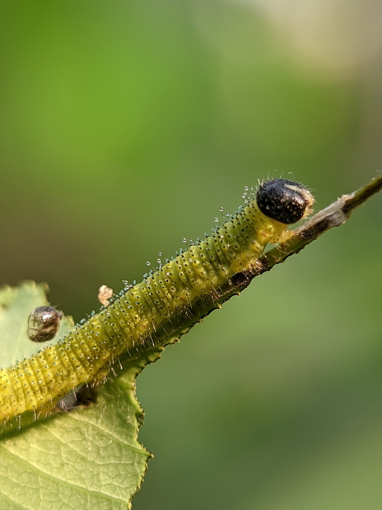 Three-spotted Grass Yellow from Edakkad, Kerala, India on April 17 ...
