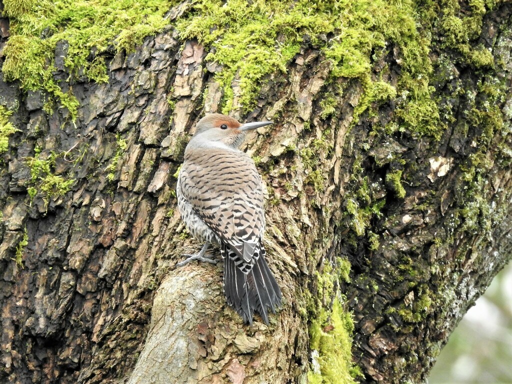 Northern Flicker from North Vancouver, BC, Canada on April 17, 2023 at ...