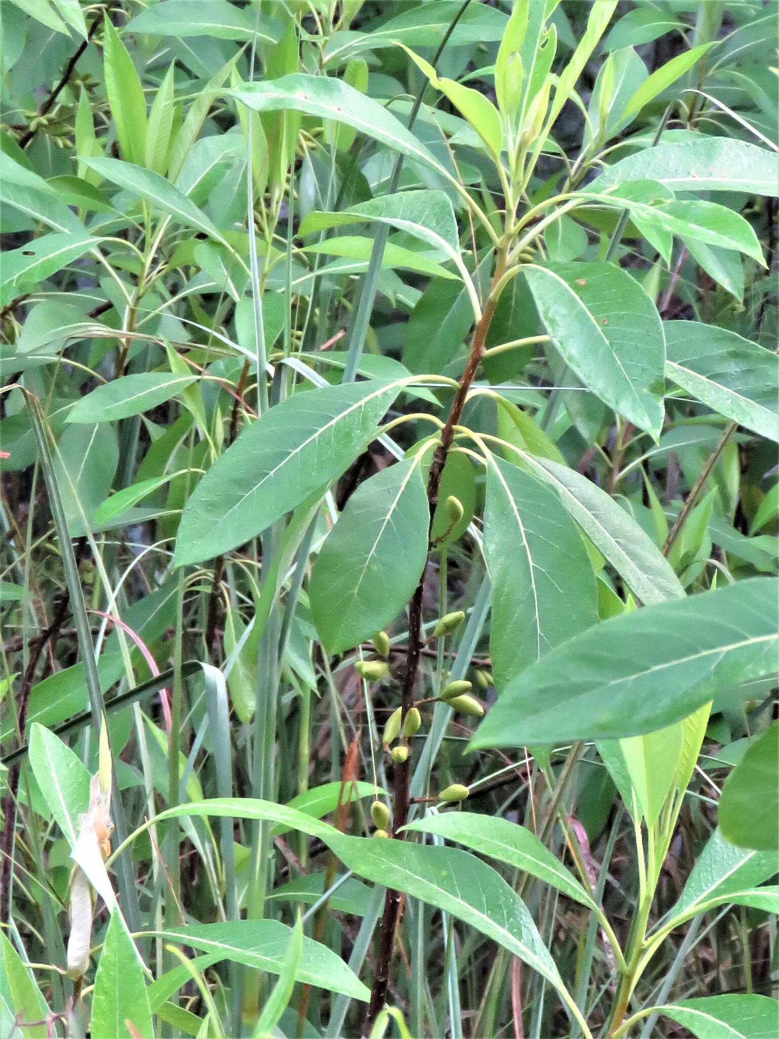 Leitneria floridana Chapm.