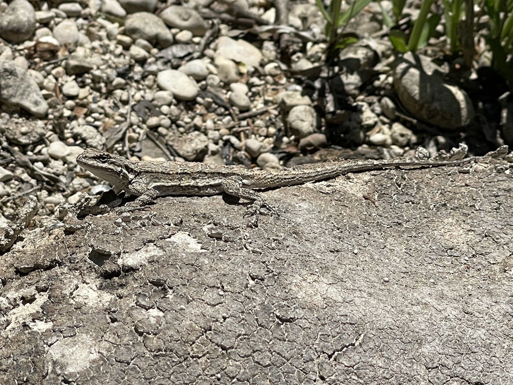 Ornate Tree Lizard from Barton Creek, Austin, TX, US on April 17, 2023 ...
