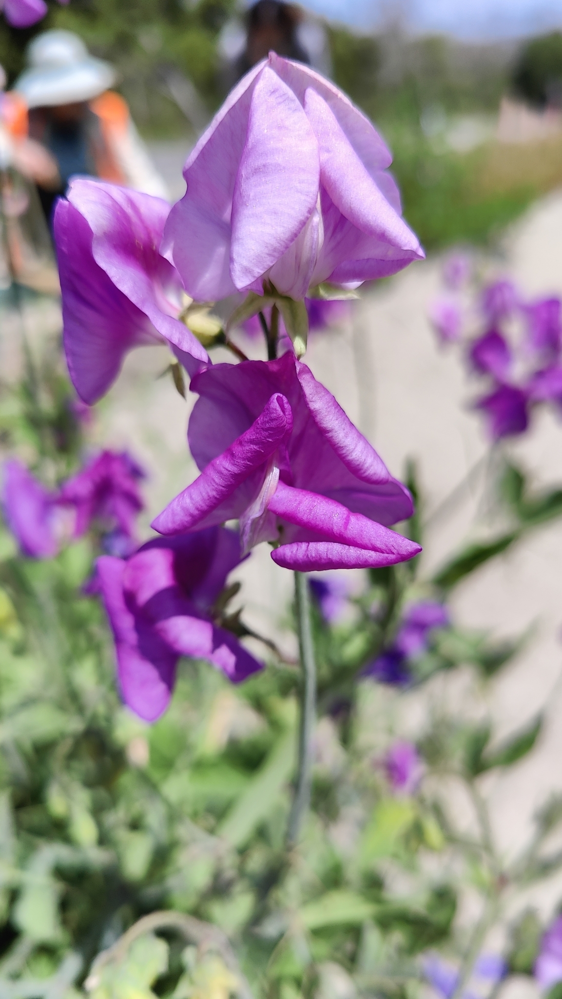 Lathyrus odoratus L.