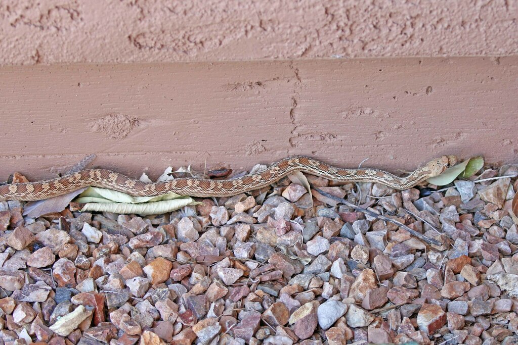 Sonoran Gopher Snake from Green Valley, AZ, USA on April 17, 2023 at 11 ...