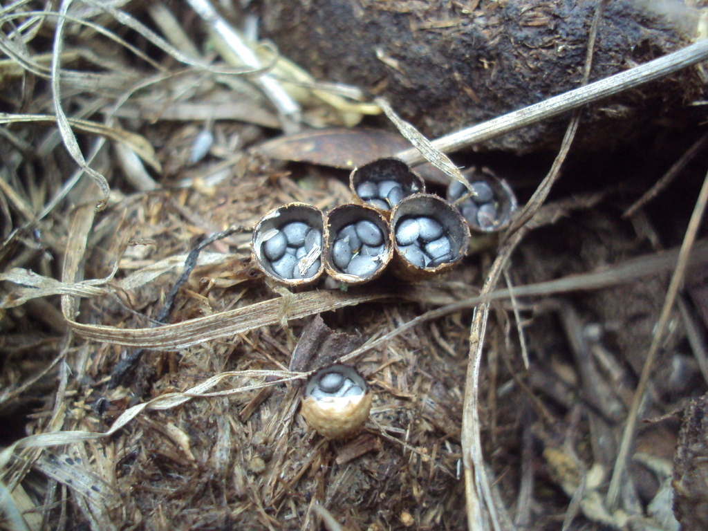 Cyathus from González Moreno, Provincia de Buenos Aires, Argentina on ...