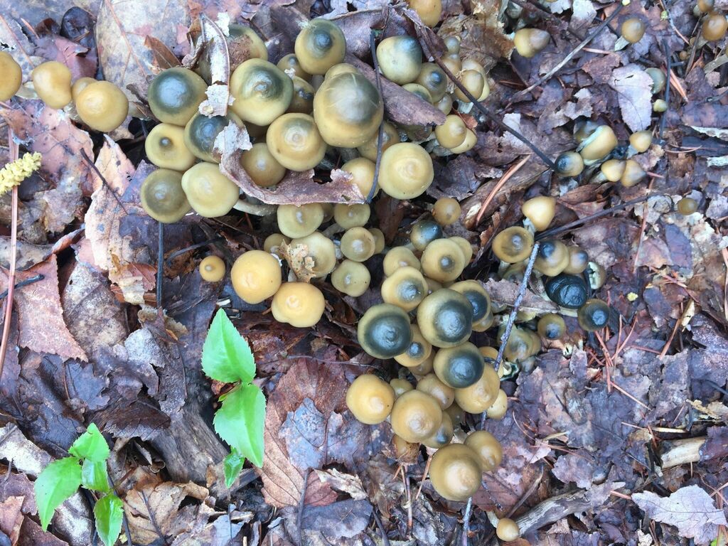 Psychedelic Ovoid Mushroom from Oakland County, MI, USA on April 10 ...