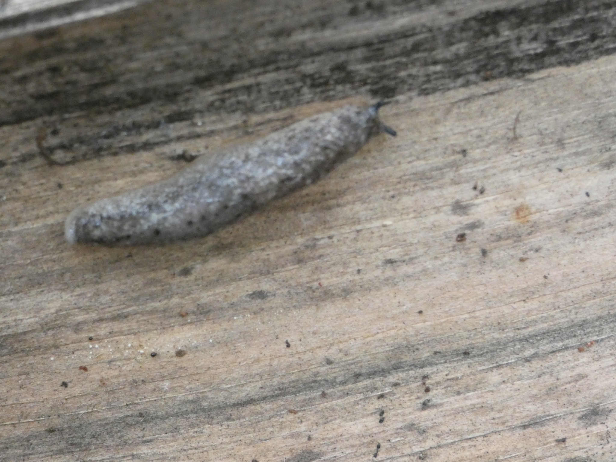 Philomycus togatus (A.Gould, 1841)