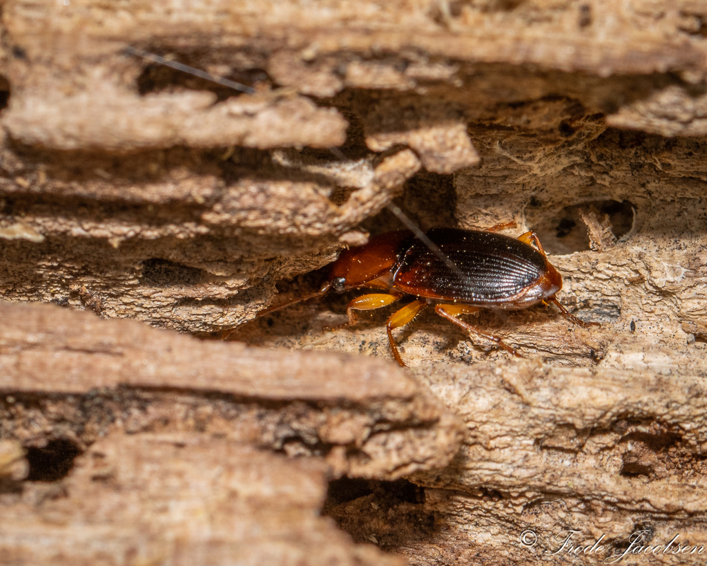 Red-headed Ground Beetle from Little Pain Branch Park, Beltsville, MD ...