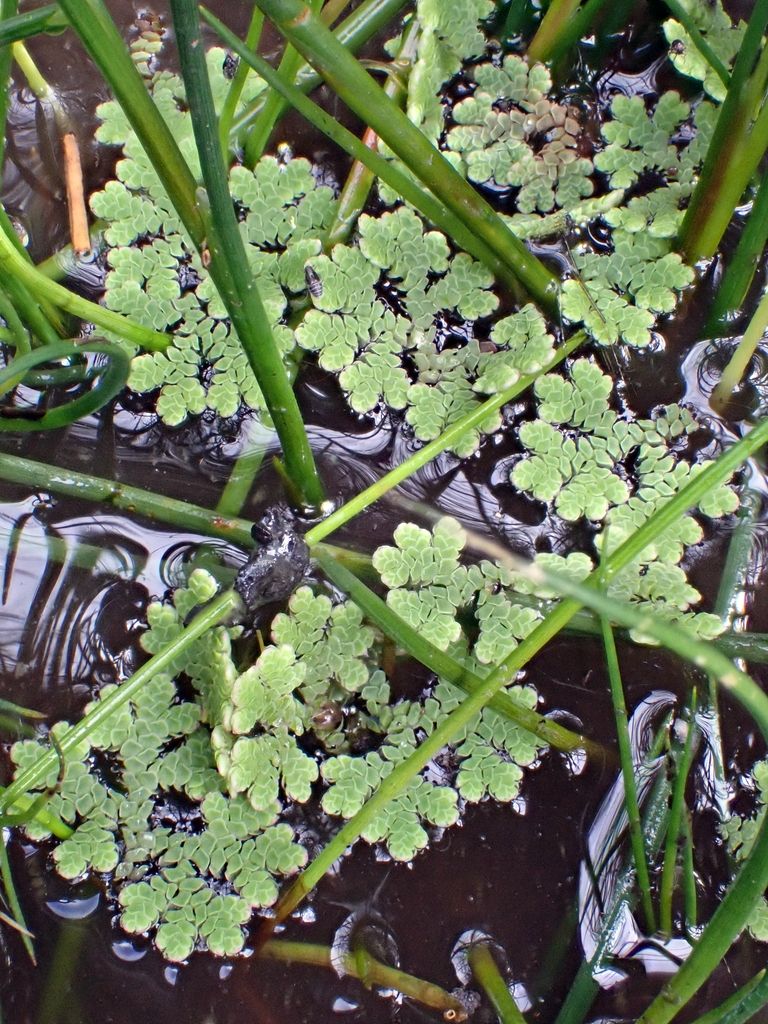 Red Azolla from Chatham Islands, Rekohu (Chatham Island), Lake Rotoroa ...