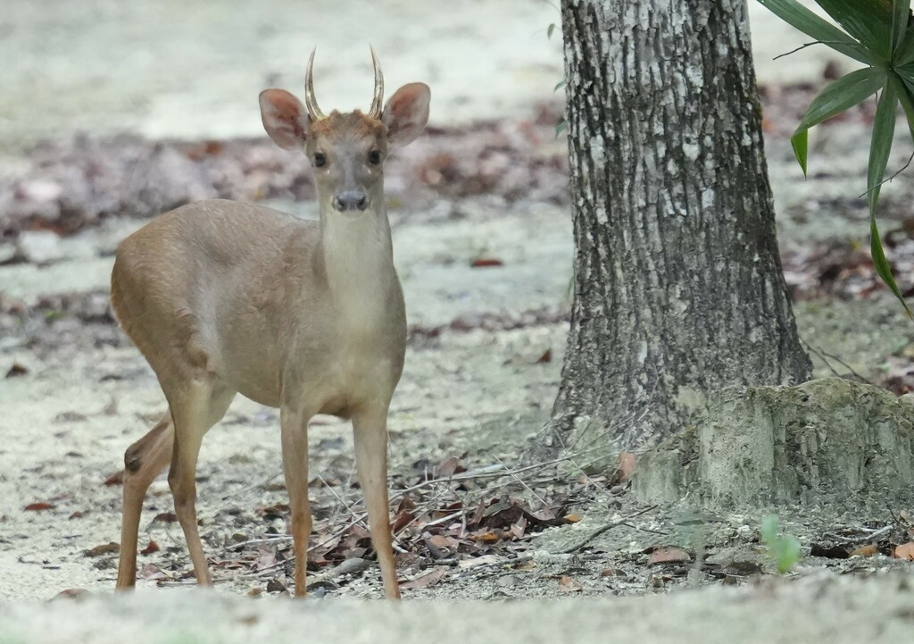 Yucatán Brown Brocket in April 2023 by Julian Jimenez · iNaturalist
