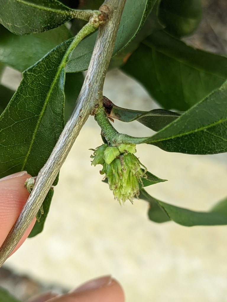 leafy oak gall wasp from Chestnut, Austin, TX, USA on April 13, 2023 at ...
