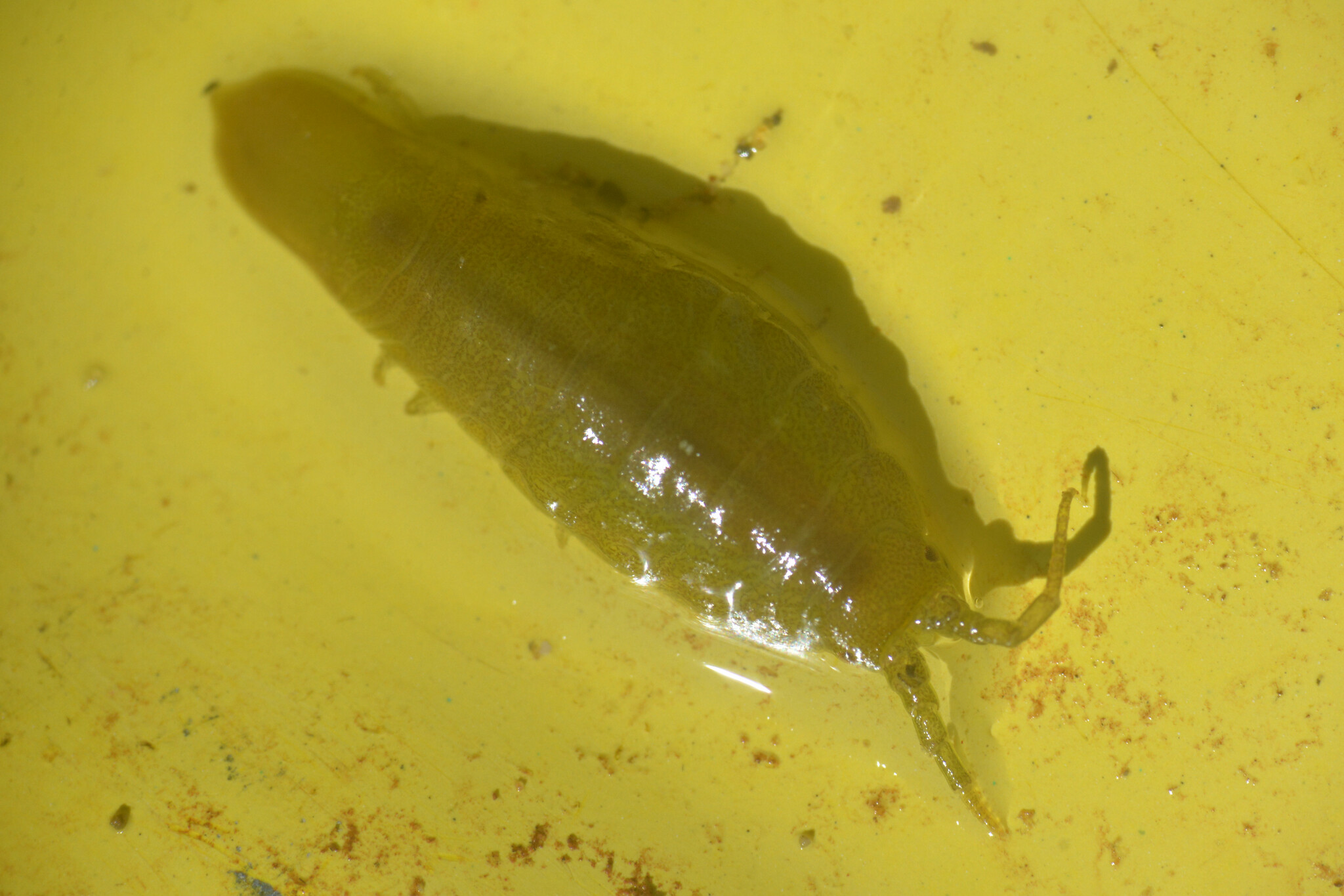 Idotea granulosa Rathke, 1843