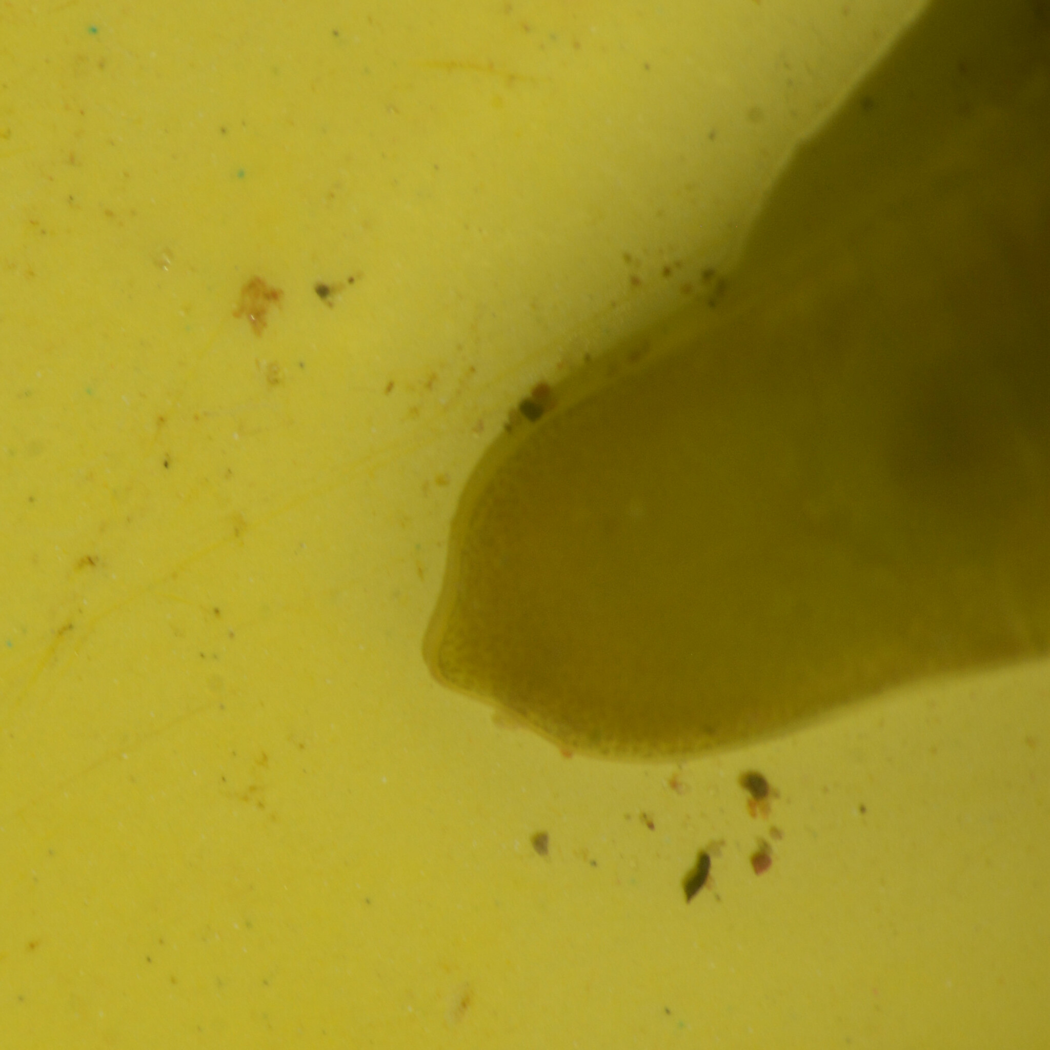 Idotea granulosa Rathke, 1843