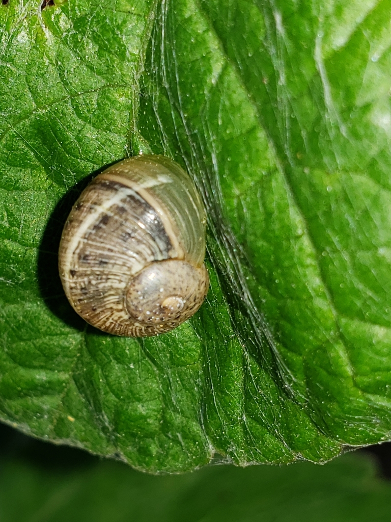 Garden Snail from Mission Canyon, CA 93105, USA on April 17, 2023 at 03 ...