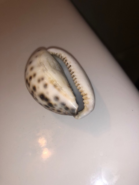 Tiger Cowry from Pipiwai, New Zealand on April 18, 2023 at 10:41 AM by ...