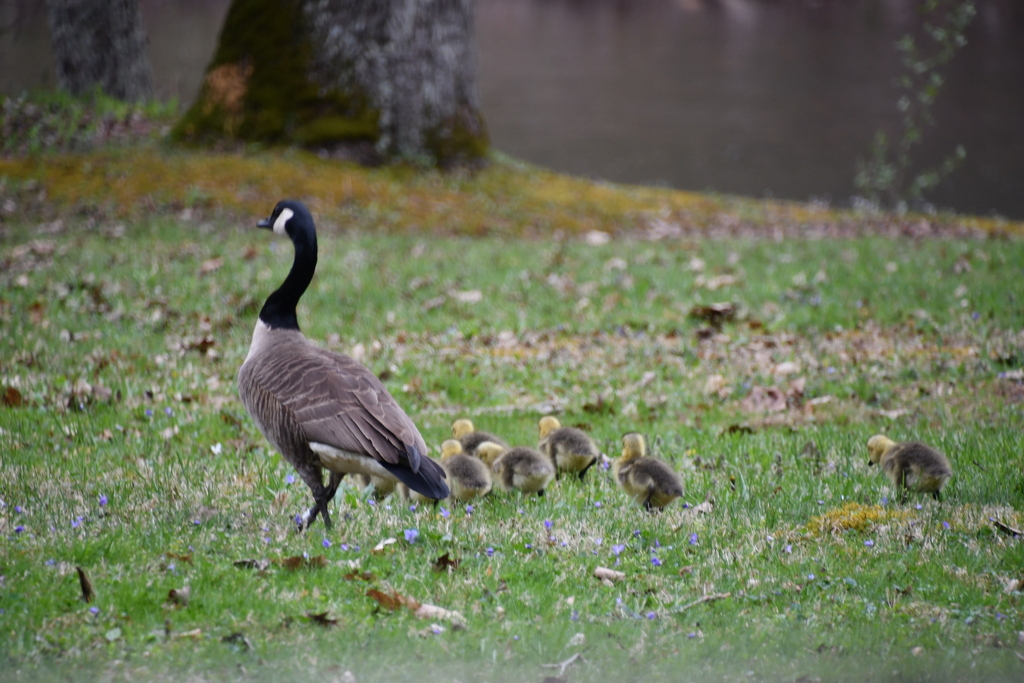 Giant Canada Goose from Randolph County, WV, USA on April 17, 2023 at ...