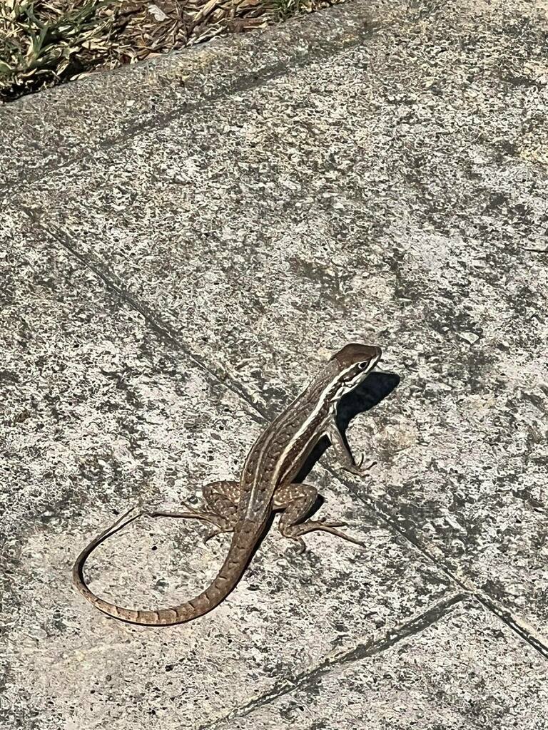 Curly-tailed Lizards from Cayo Santa María, Cuba on April 17, 2023 at ...