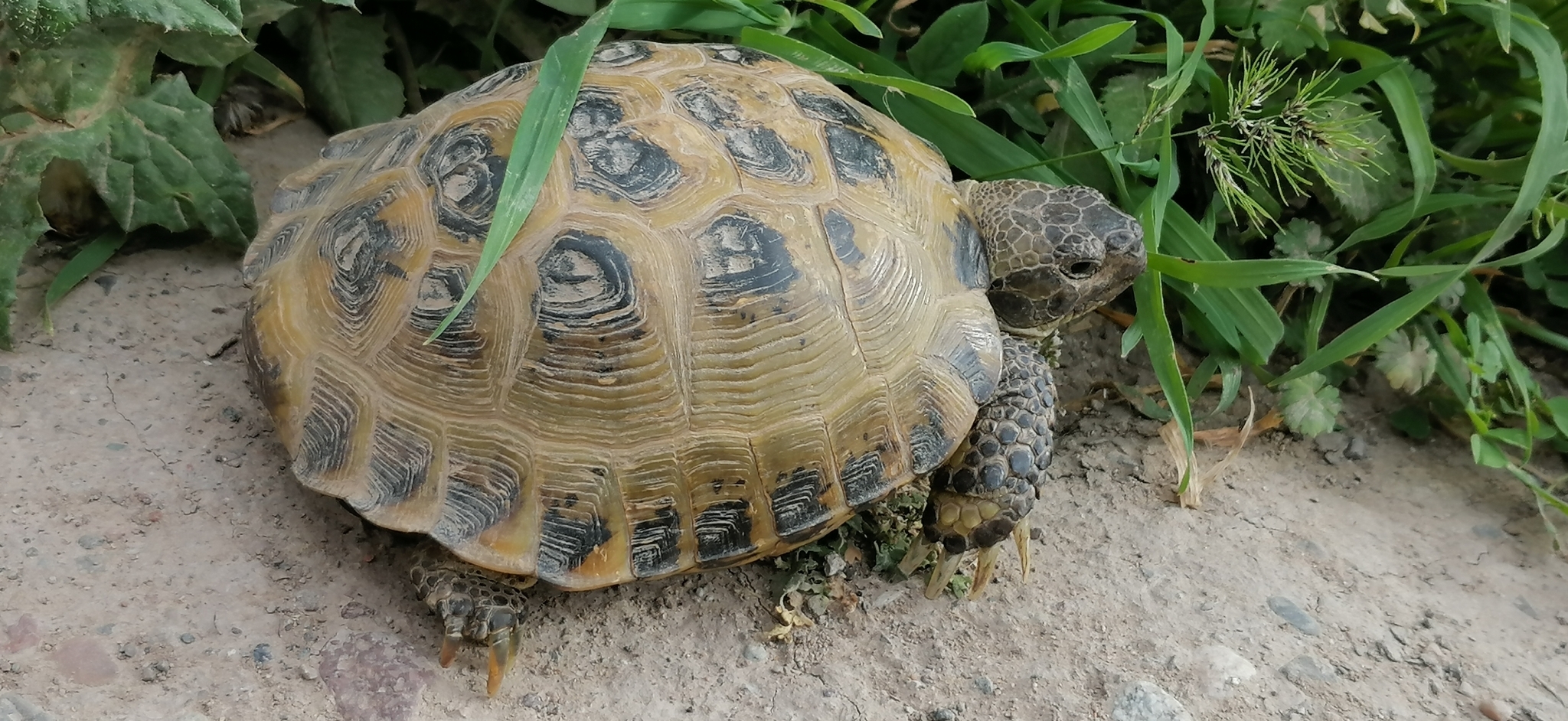 Testudo horsfieldii Gray, 1844