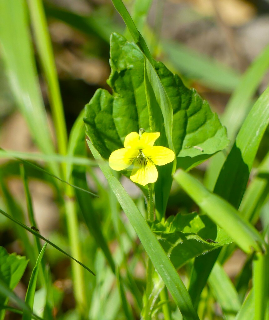downy yellow violet from Lee's Summit, MO, USA on April 17, 2023 at 02: ...