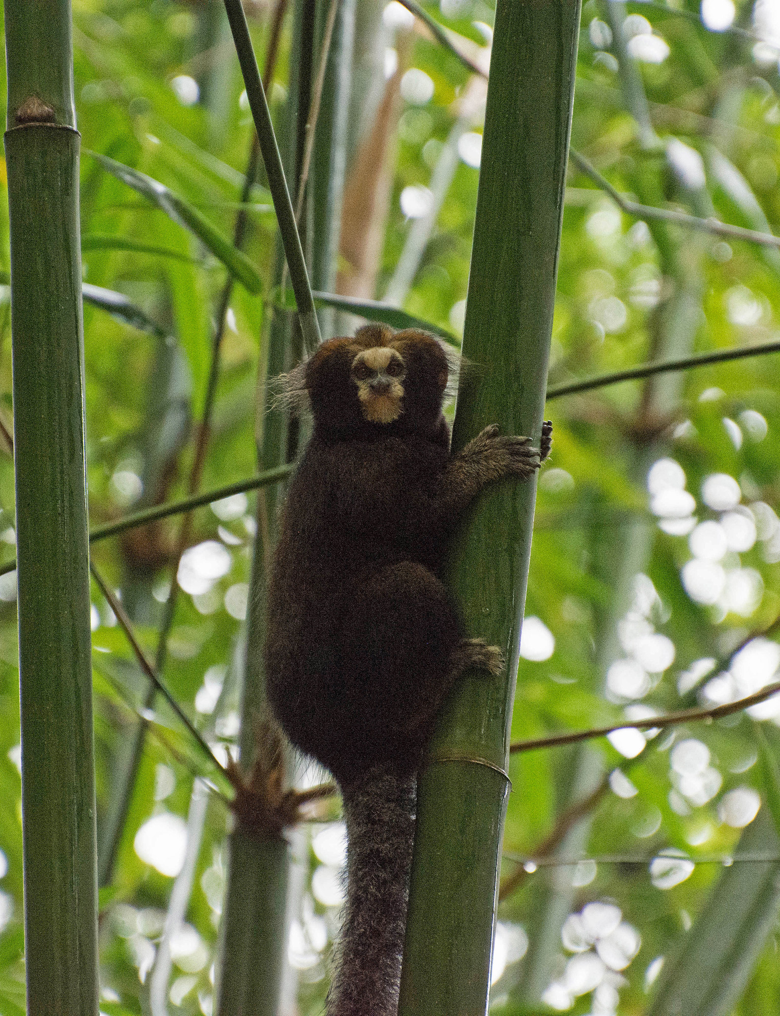 Callithrix aurita (É.Geoffroy Saint-Hilaire, 1812)