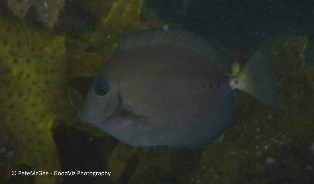 Australian Sawtail from Cabbage Tree Bay, Australia on April 17, 2023 ...