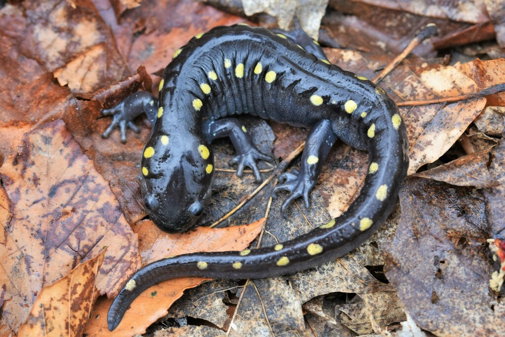 Spotted Salamander in April 2023 by Riley Walsh. Totally unexpected ...