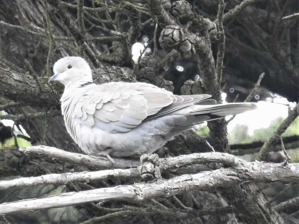 Eurasian Collared-Dove from Chimney Rock, California 94937, USA on ...