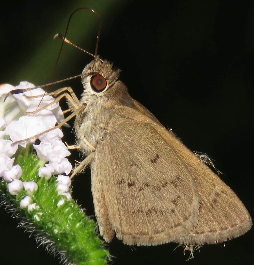 Cymaenes gisca (Panamã Guaçu I) · iNaturalist