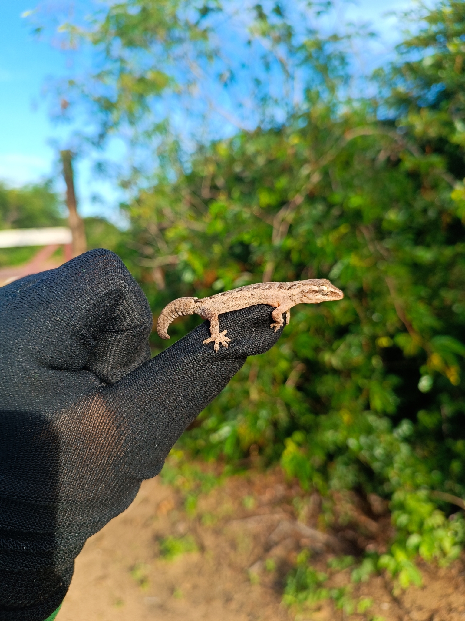 Hemidactylus brasilianus Amaral, 1935