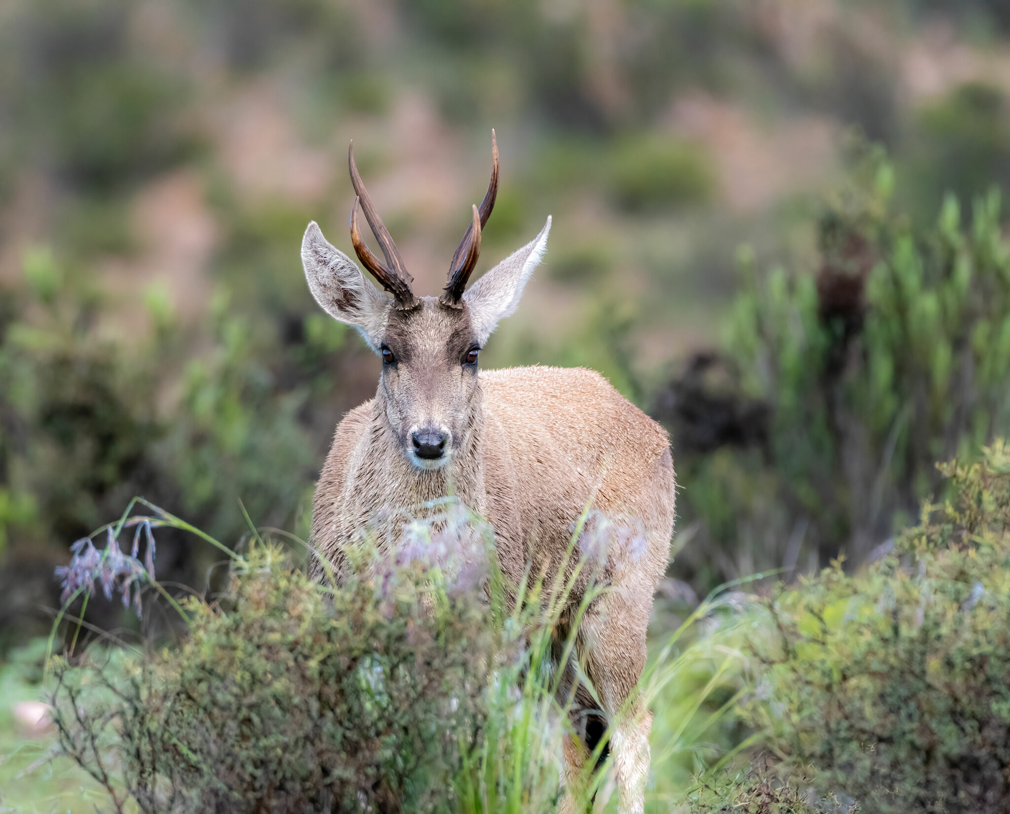 Hippocamelus antisensis (d'Orbigny, 1834)